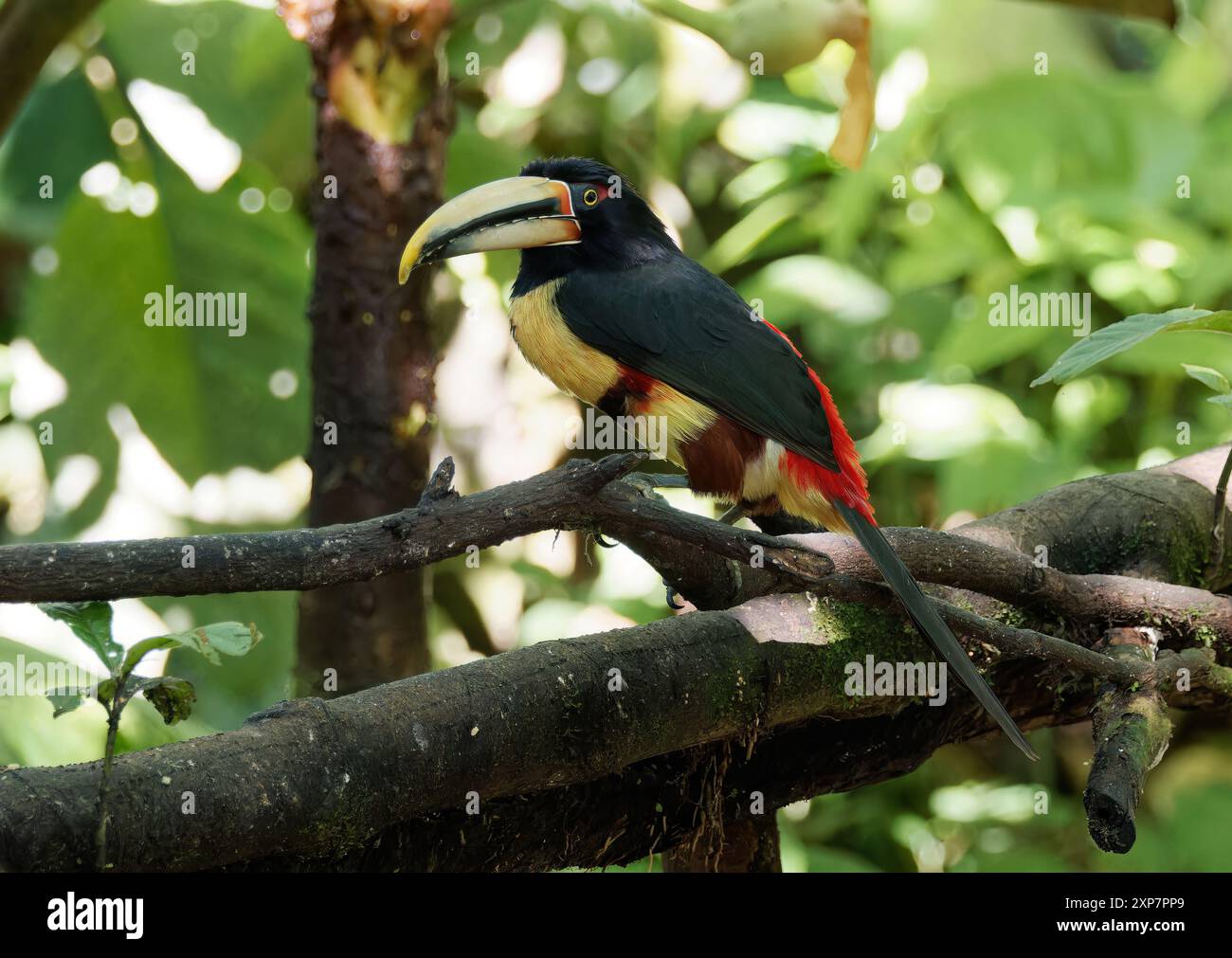 Collared aracari, Halsbandarassari, Araçari à collier, Pteroglossus ...