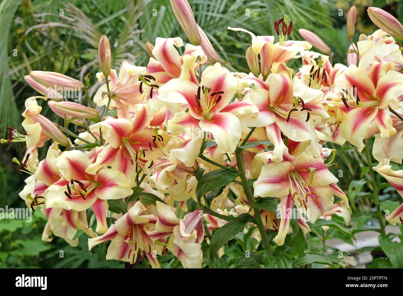 Lily lilium flower cream hi-res stock photography and images - Alamy