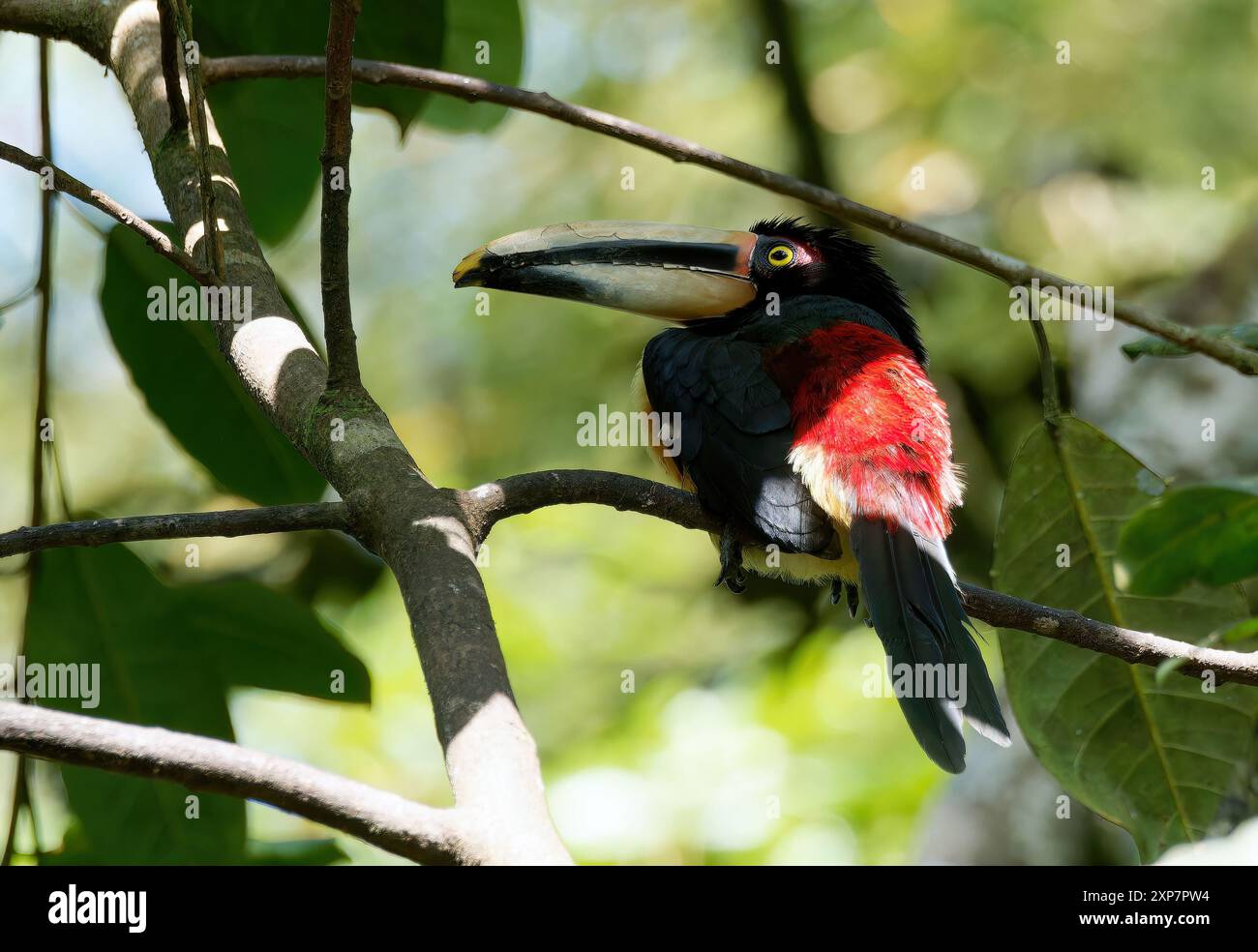 Collared aracari, Halsbandarassari, Araçari à collier, Pteroglossus ...