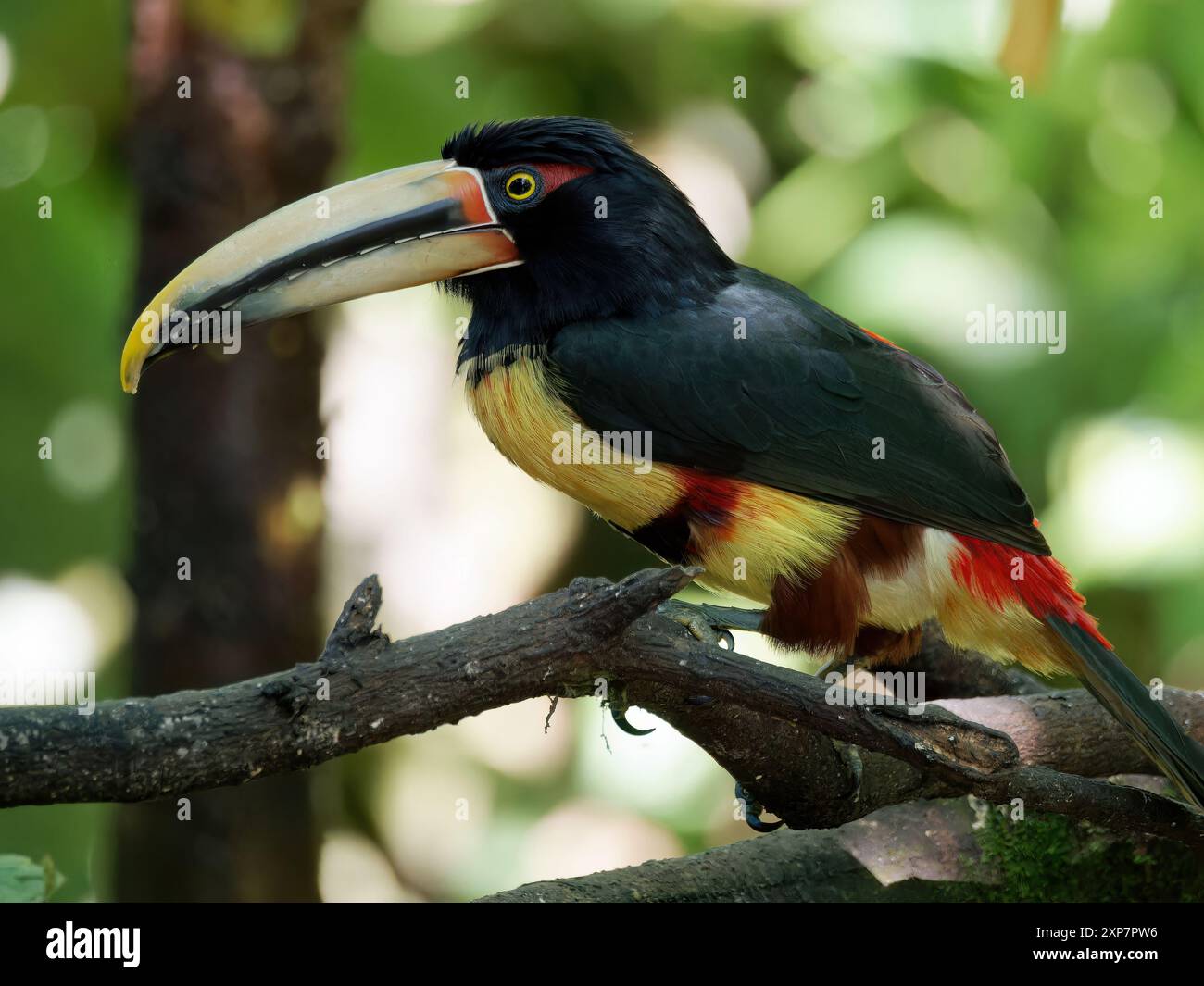 Collared aracari, Halsbandarassari, Araçari à collier, Pteroglossus ...
