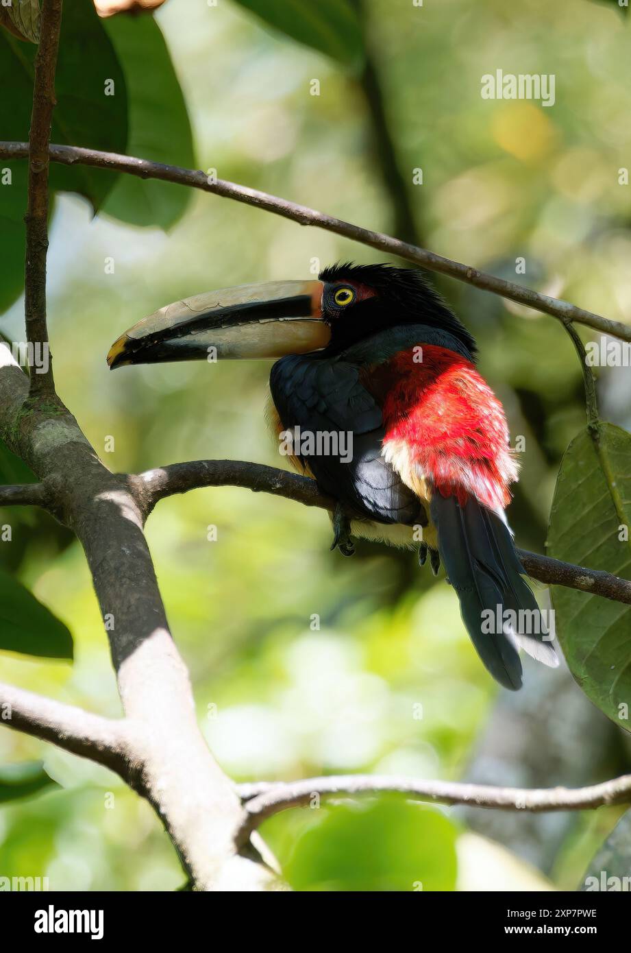 Collared aracari, Halsbandarassari, Araçari à collier, Pteroglossus ...