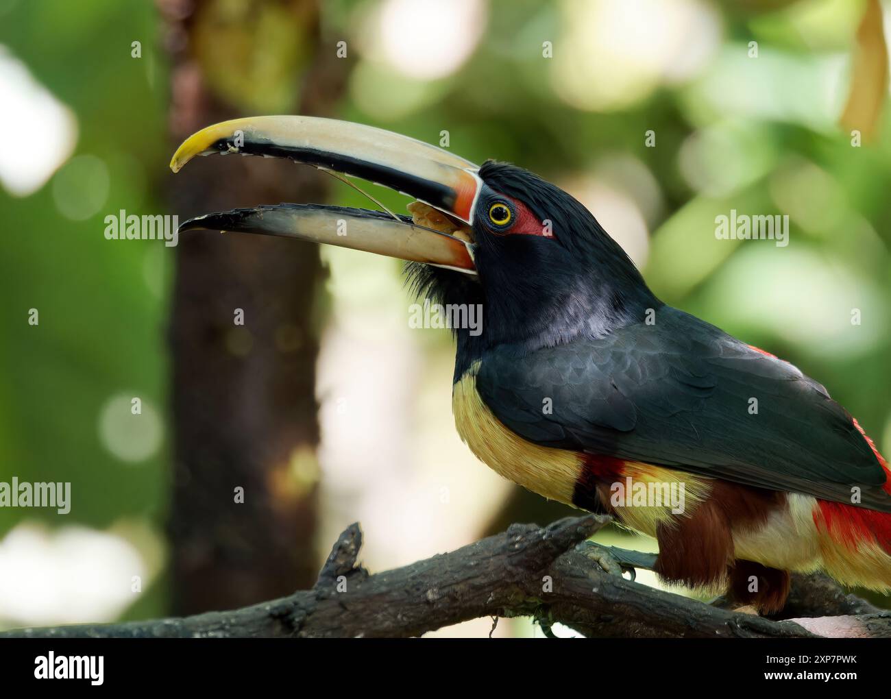 Collared aracari, Halsbandarassari, Araçari à collier, Pteroglossus ...