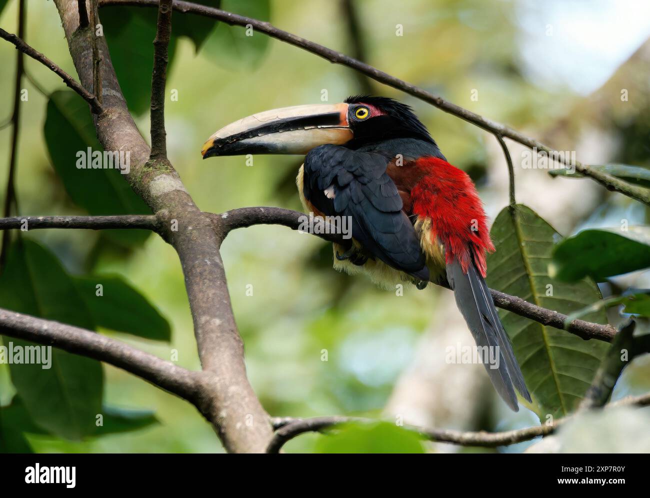 Collared aracari, Halsbandarassari, Araçari à collier, Pteroglossus ...