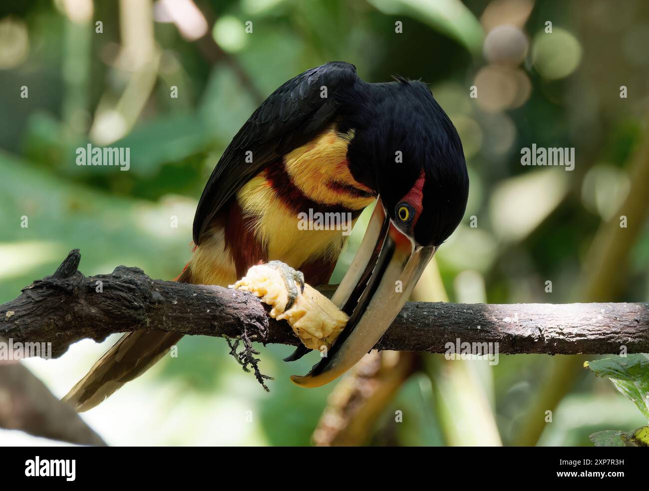 Collared aracari, Halsbandarassari, Araçari à collier, Pteroglossus ...