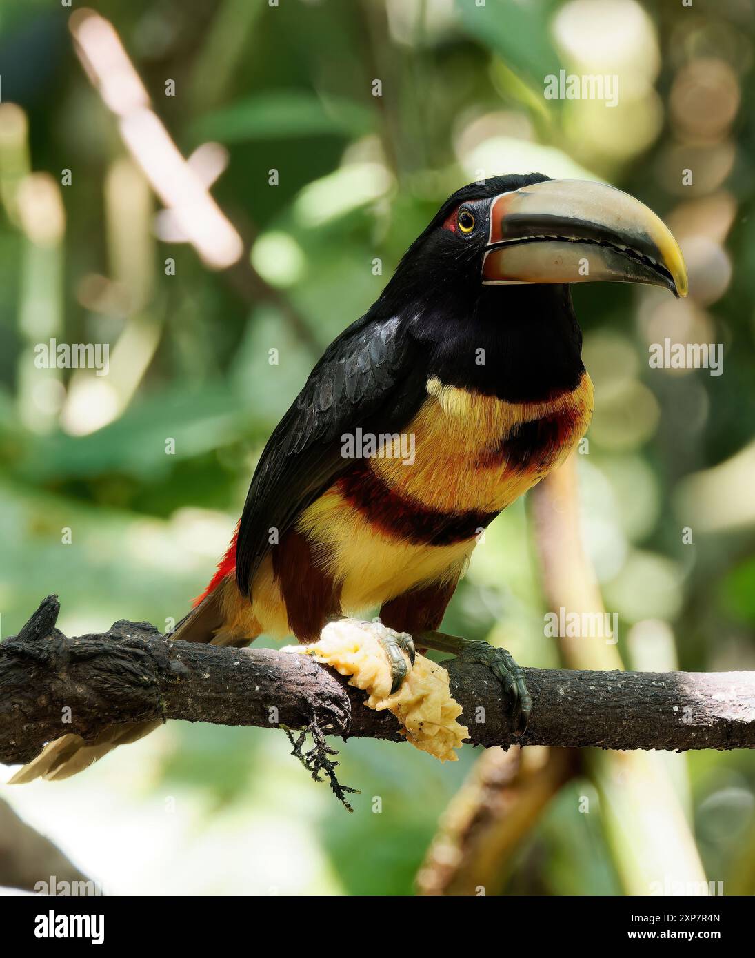 Collared aracari, Halsbandarassari, Araçari à collier, Pteroglossus ...