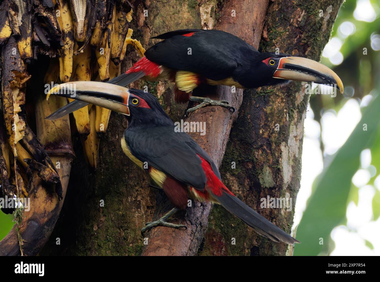 Orvos arasszari hi-res stock photography and images - Alamy