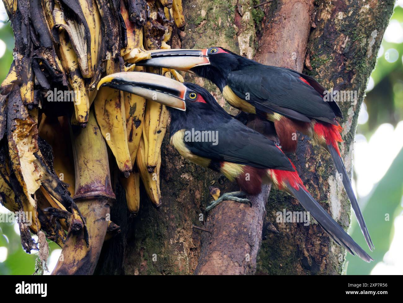 Collared aracari, Halsbandarassari, Araçari à collier, Pteroglossus ...