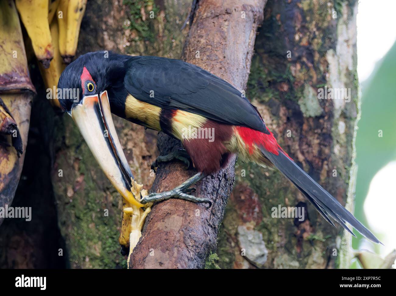 Collared aracari, Halsbandarassari, Araçari à collier, Pteroglossus ...