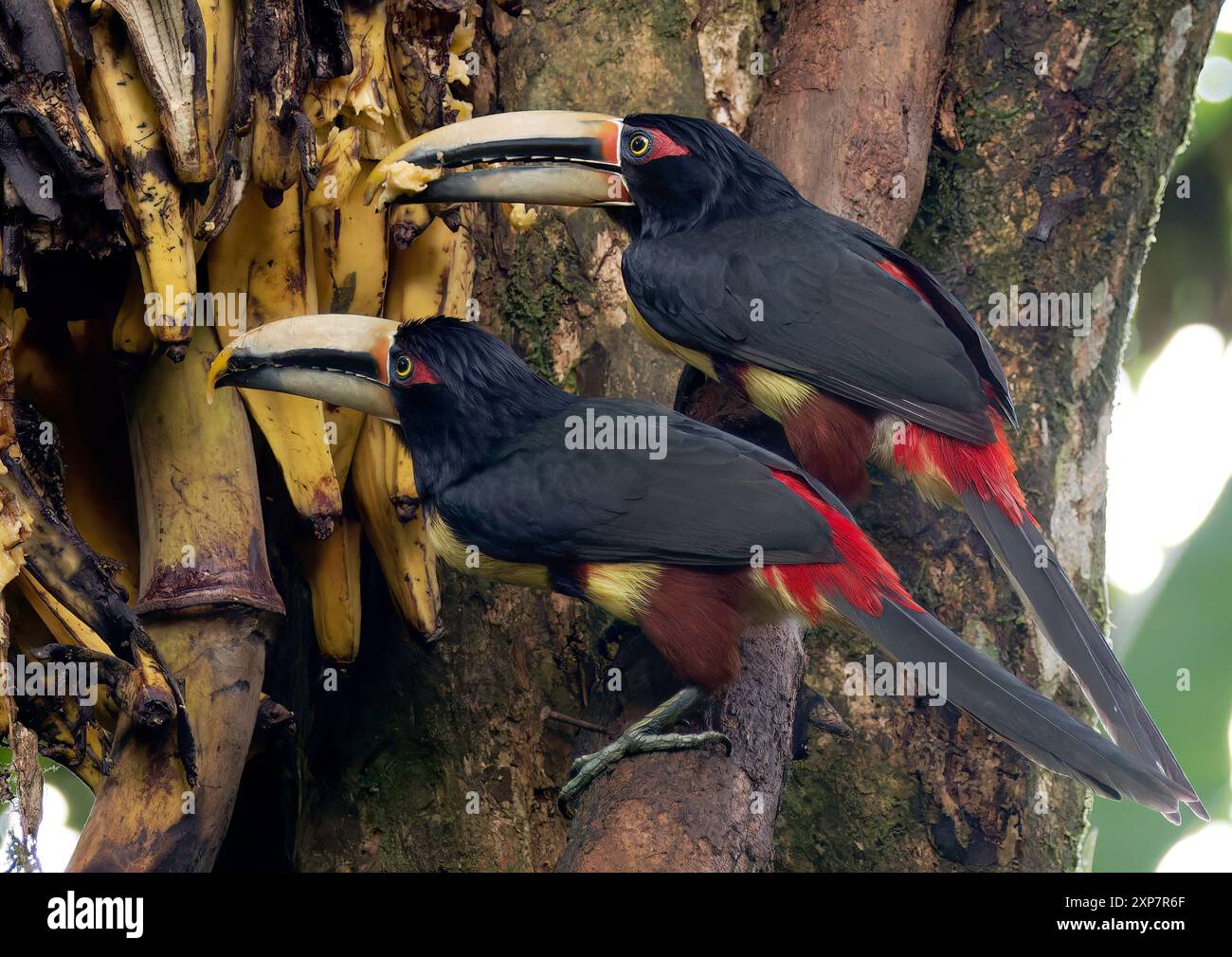 Orvos arasszari hi-res stock photography and images - Alamy