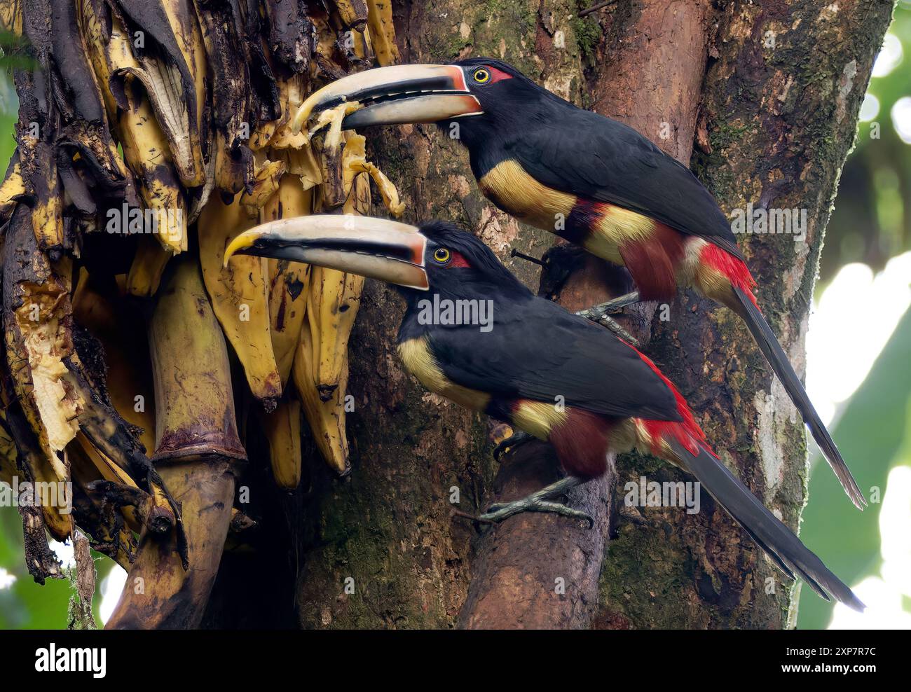 Orvos arasszari hi-res stock photography and images - Alamy