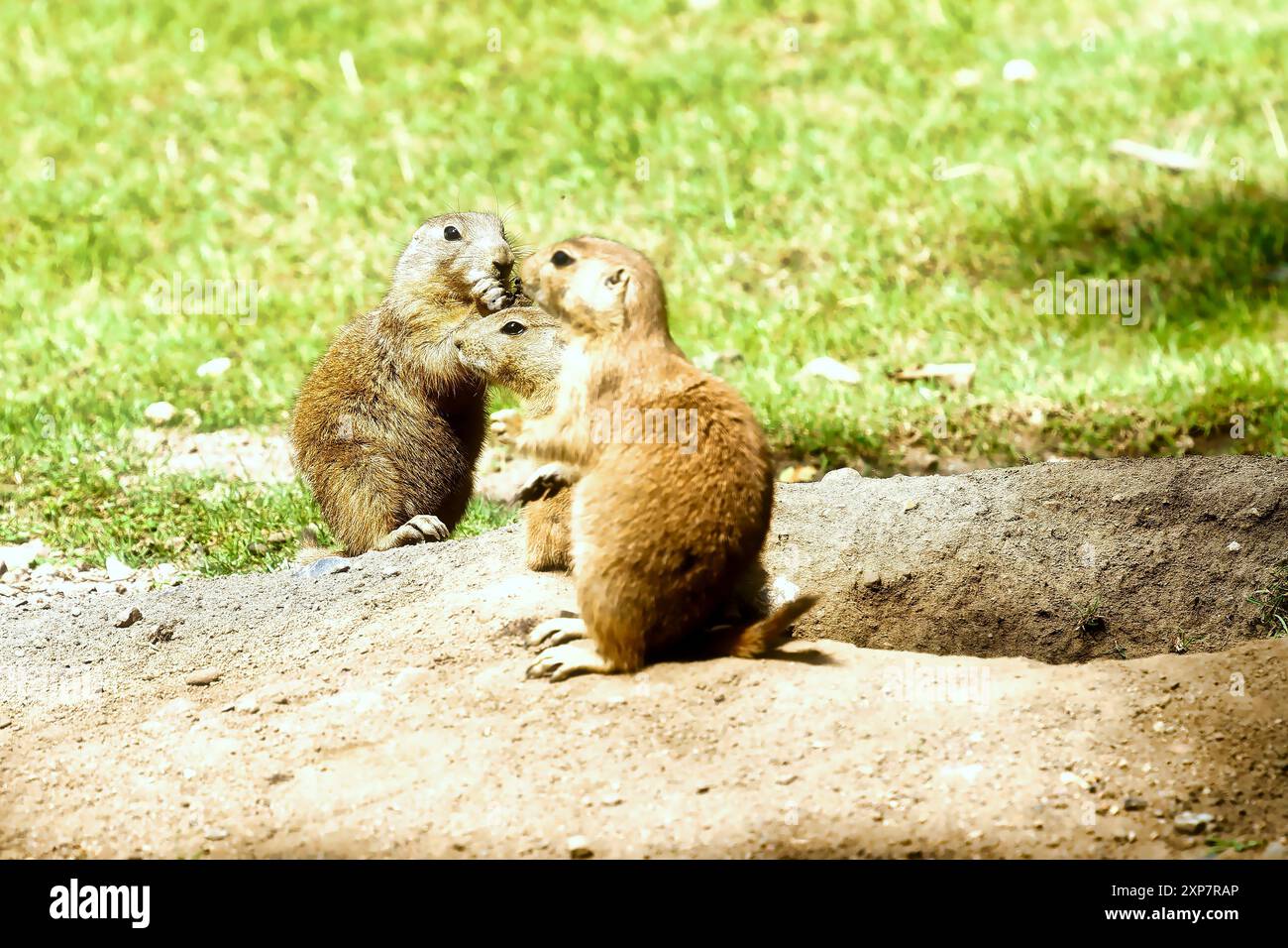 black tailed prairie dog with green grass and a hole , close up image ...