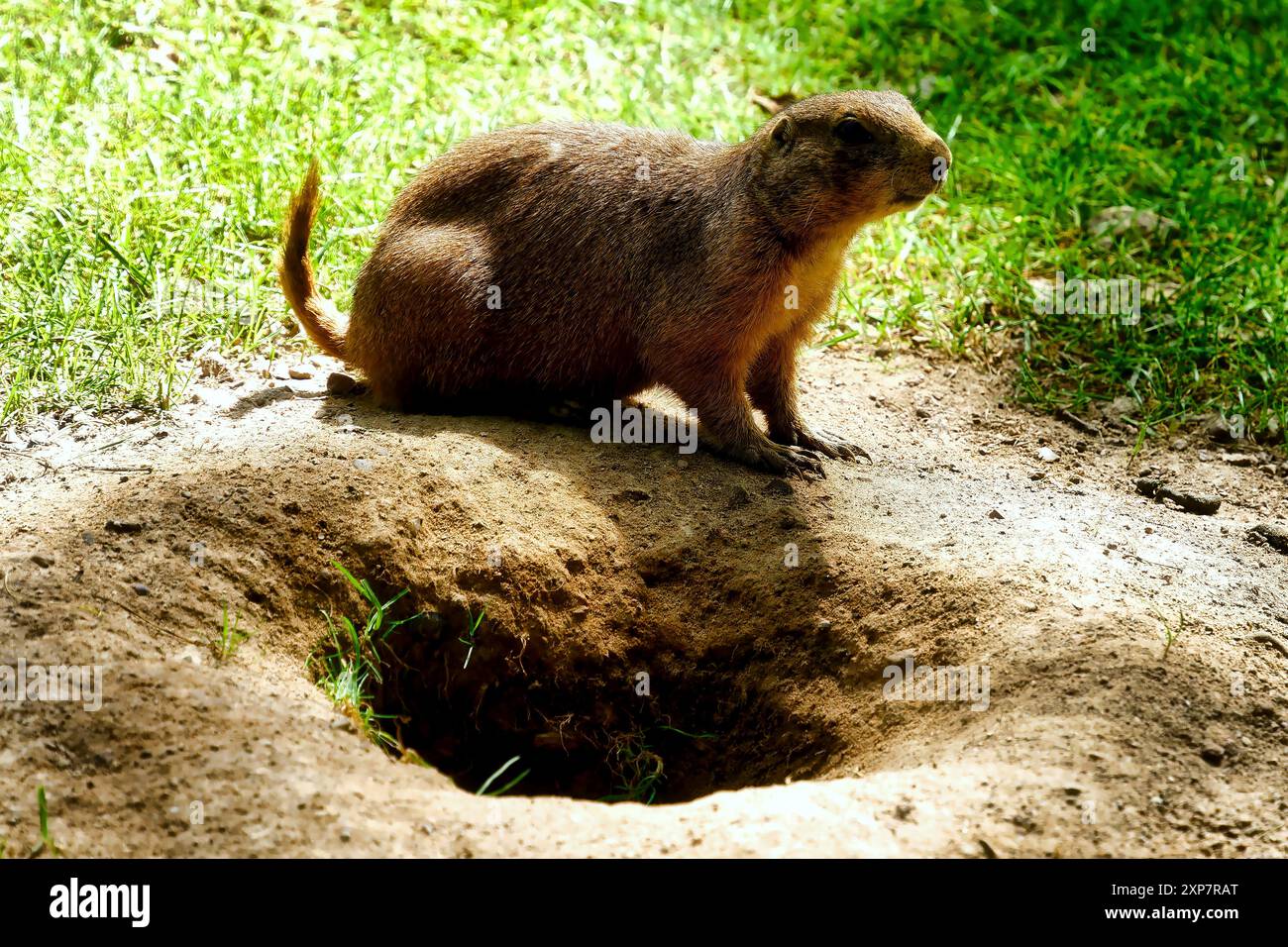 black tailed prairie dog with green grass and a hole , close up image ...