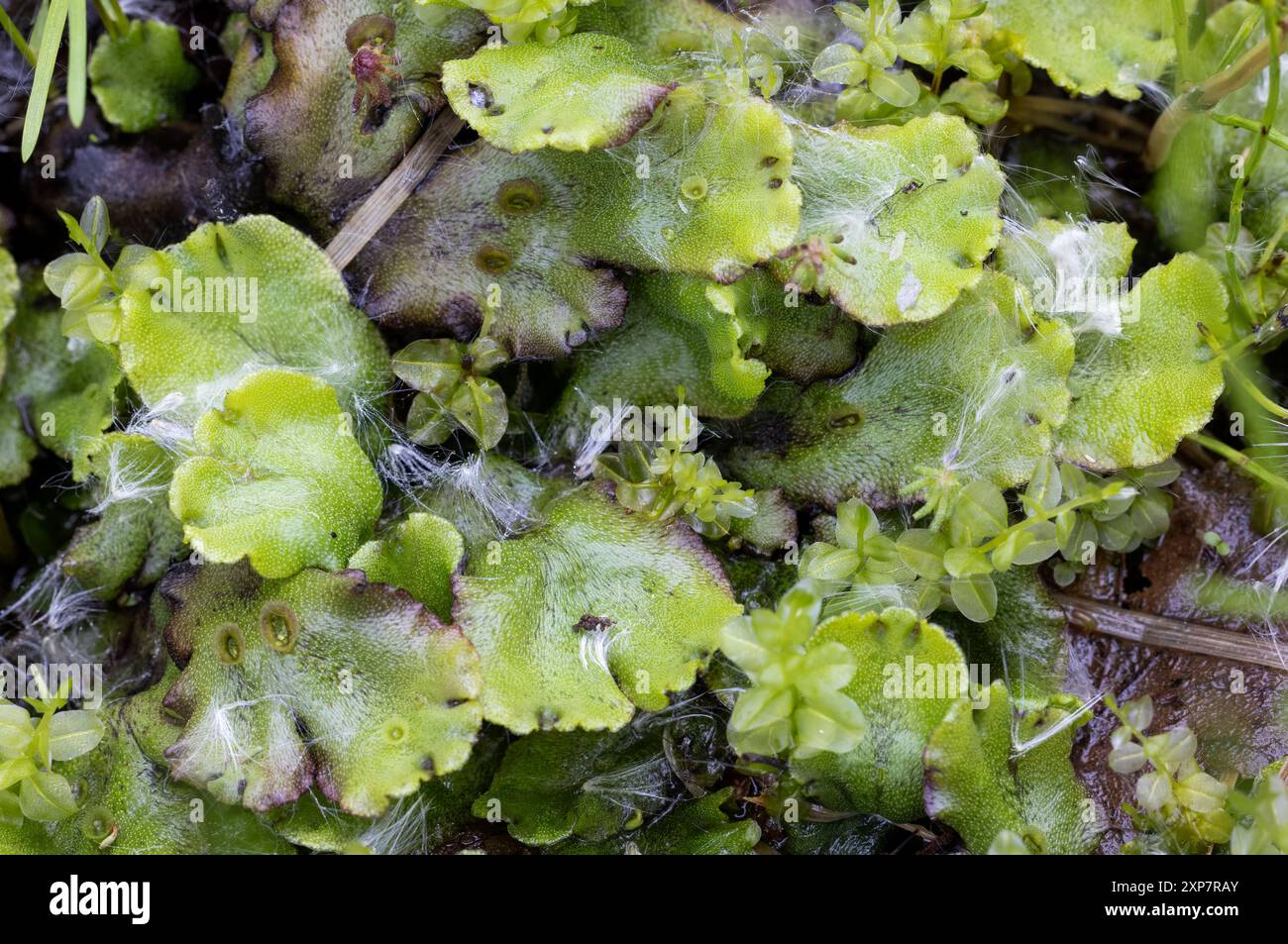 Liverwort (marchantia polymorpha) hi-res stock photography and images ...