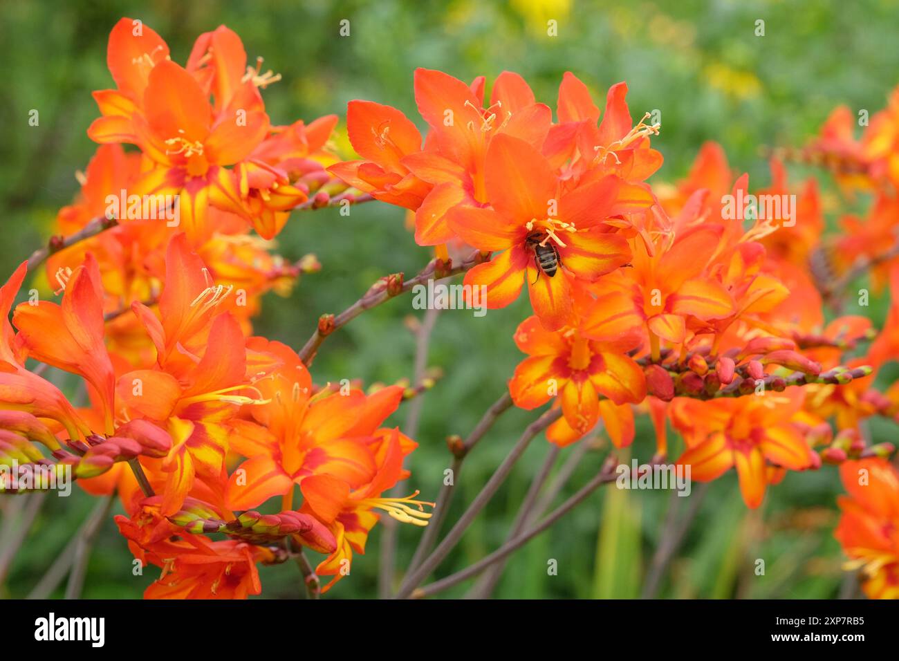 Orange and yellow Crocosmia, also known as montbretia, ‘Firestars ...