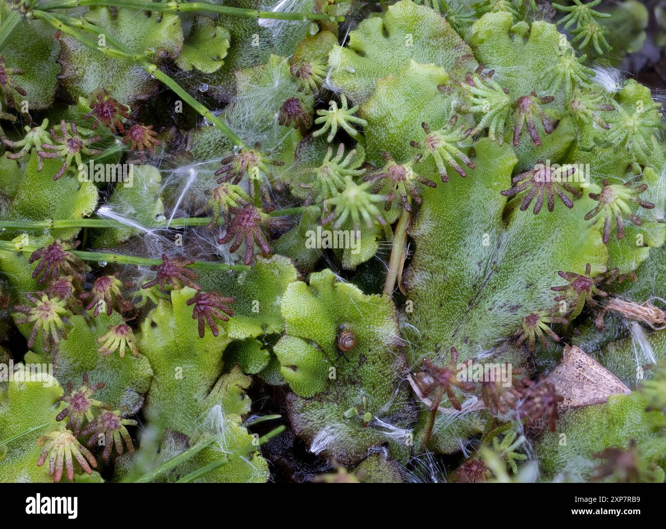Liverwort (marchantia polymorpha) hi-res stock photography and images ...
