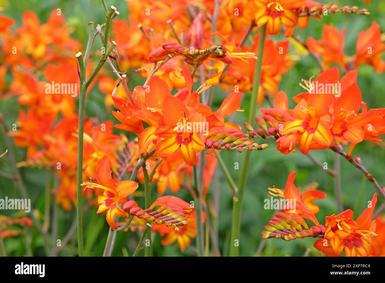 Orange and yellow Crocosmia, also known as montbretia, ‘Firestars ...