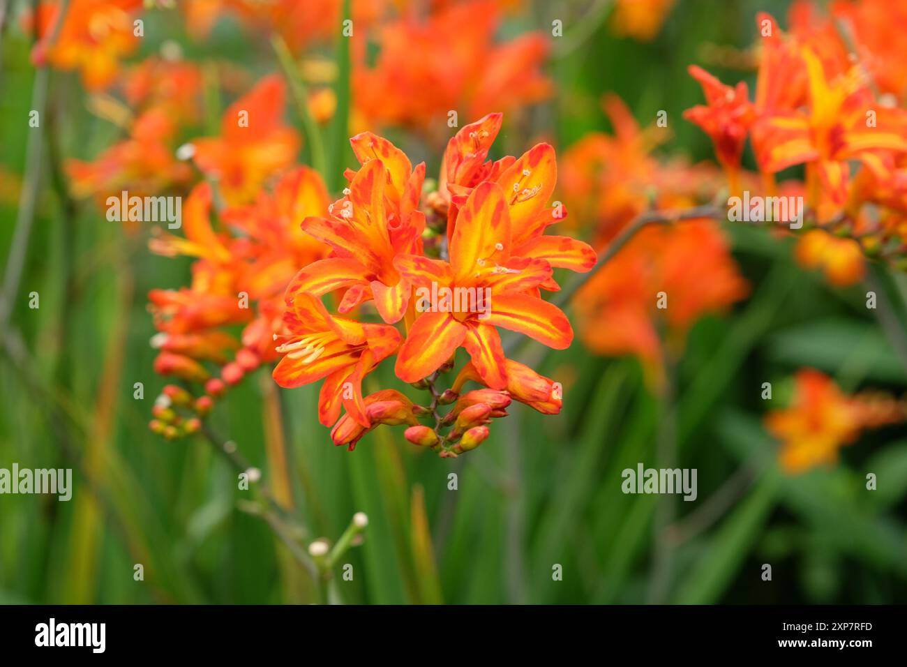 Orange and yellow Crocosmia, also known as montbretia, ‘Firestars ...