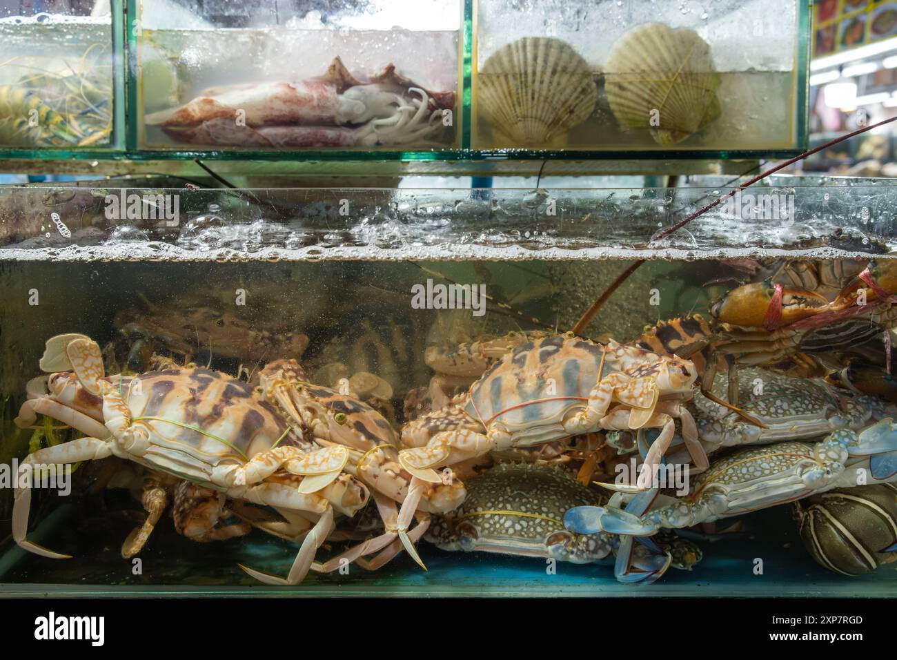 Seafood market display with live crabs, shrimps, scallops and squids in large water tank, Phuket ...