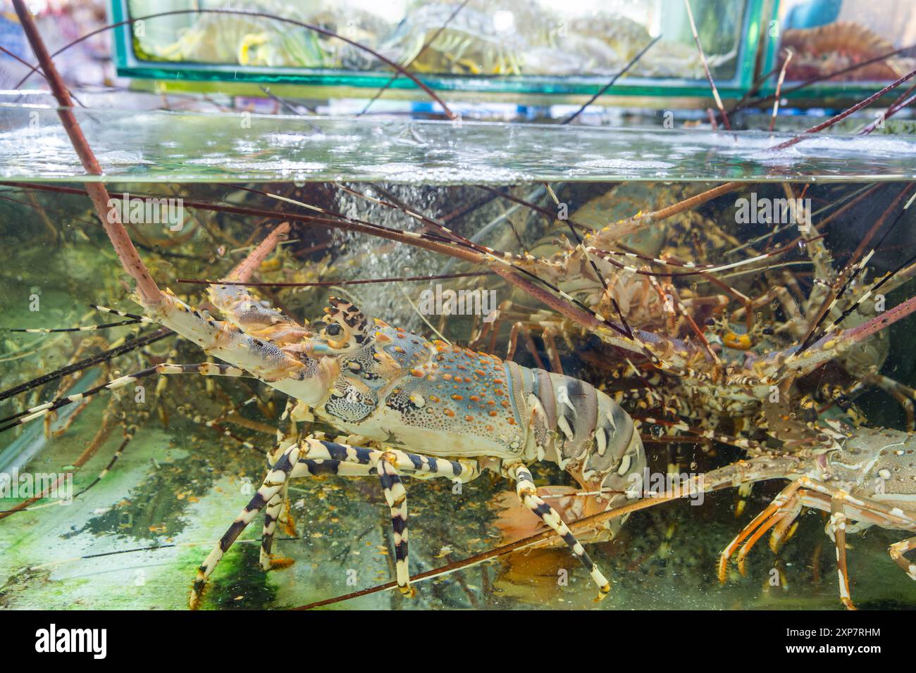 Seafood market display with live lobsters in large water tank, Phuket ...