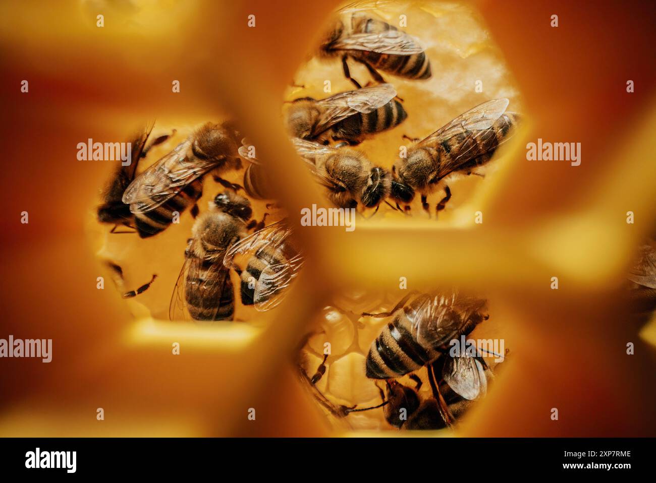 Macro Through Hexagonal Honeycombs. Bees Family Working Inside Hive ...
