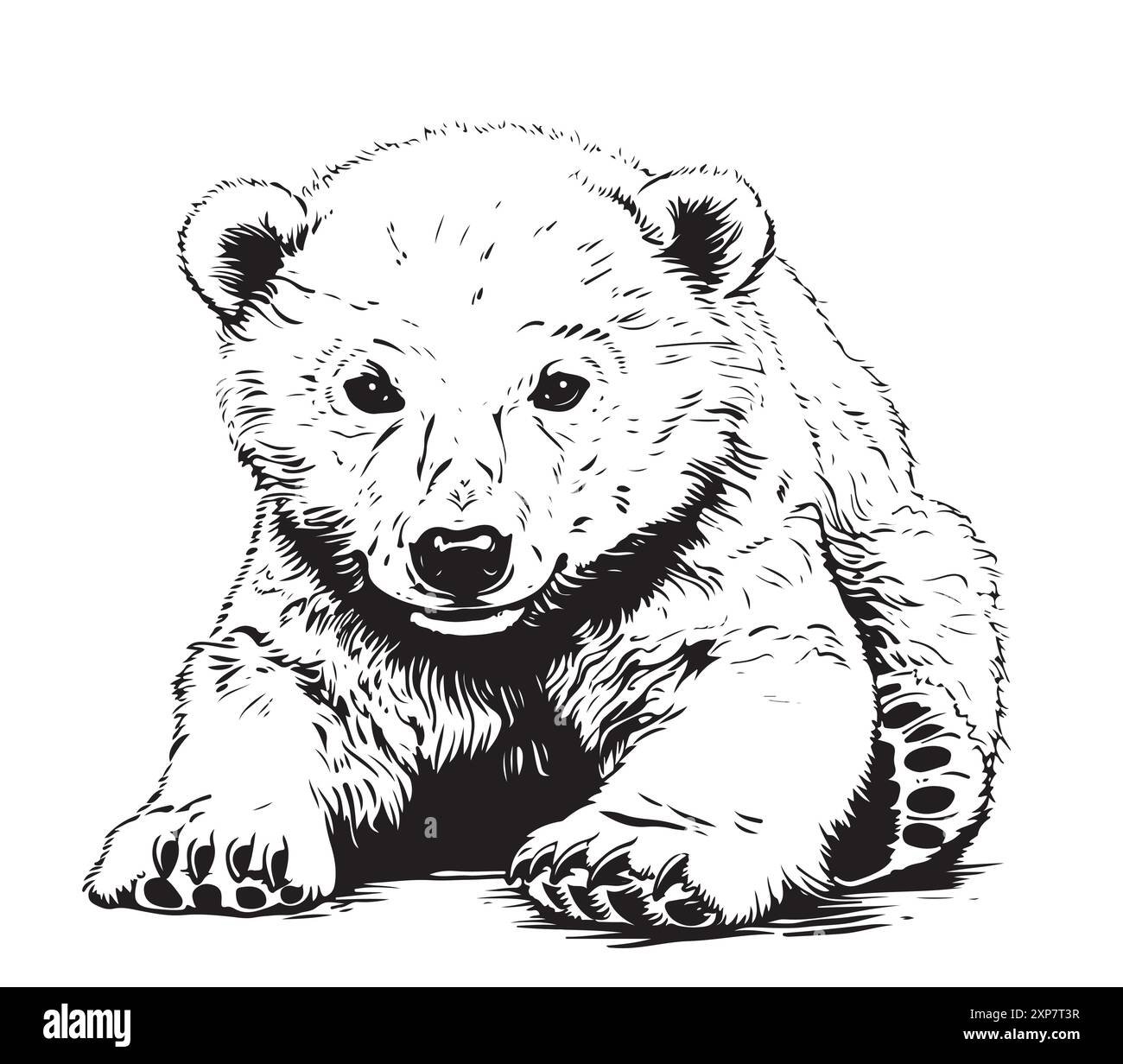 Polar bear cub illustration, drawing engraving ink line art, vector ...