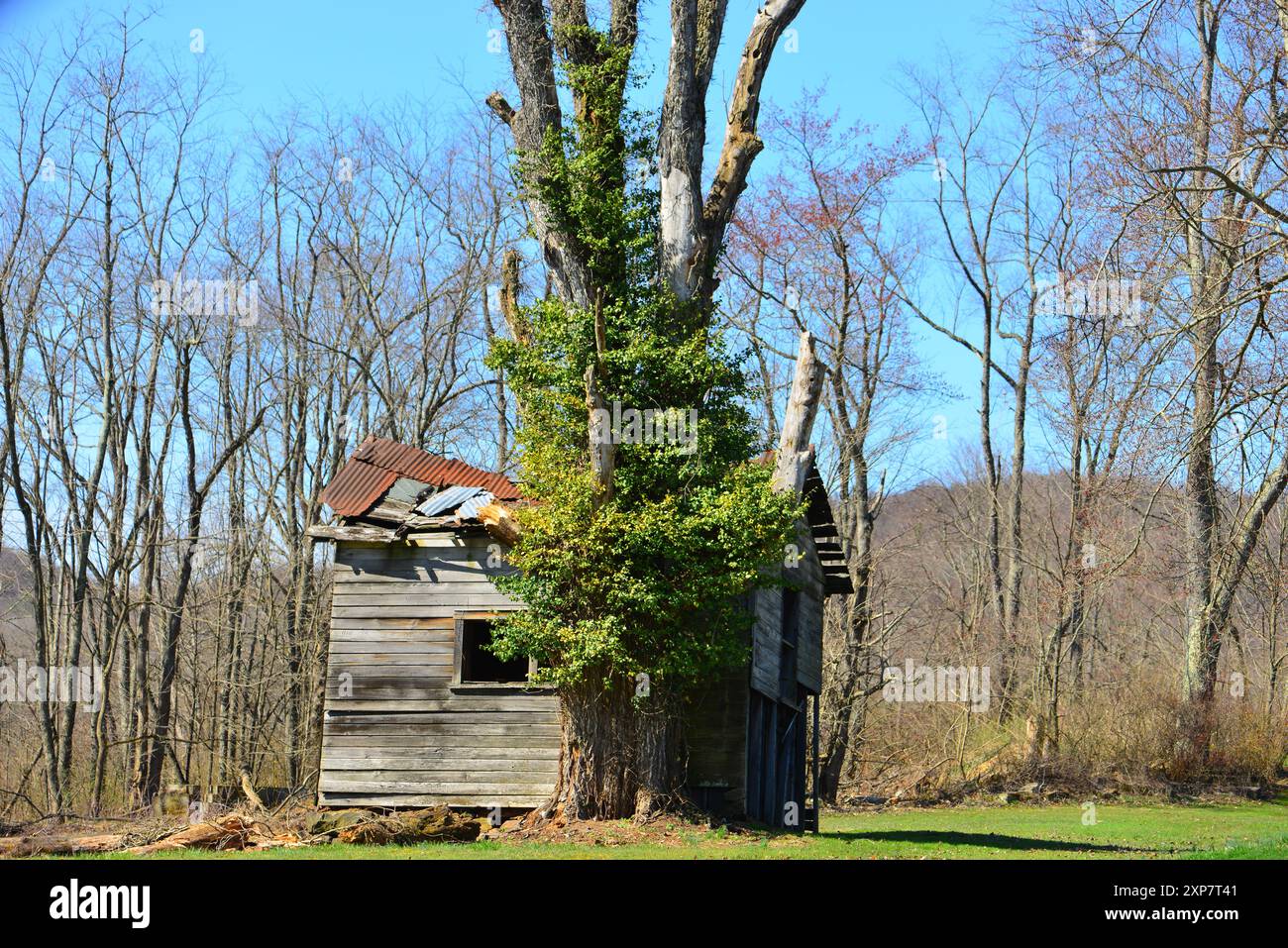 dead tree shed Valier pa Stock Photo - Alamy