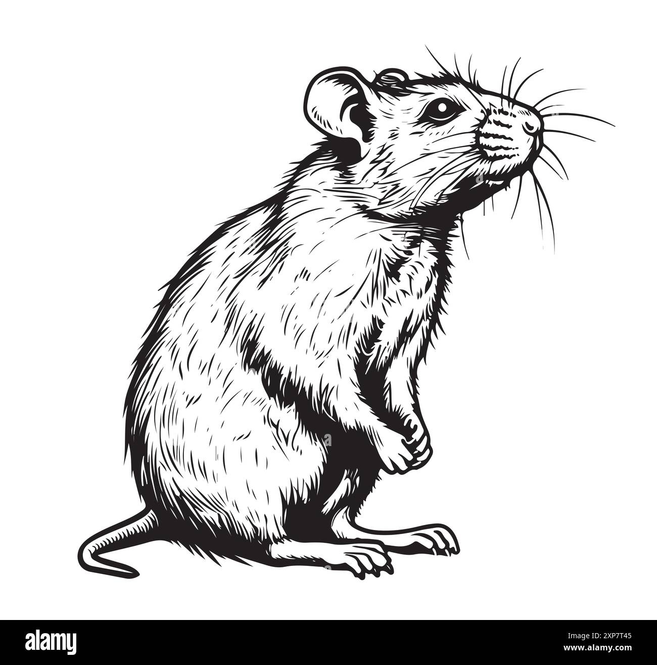 Rat animal sketch hand drawn sketch, engraving style vector ...