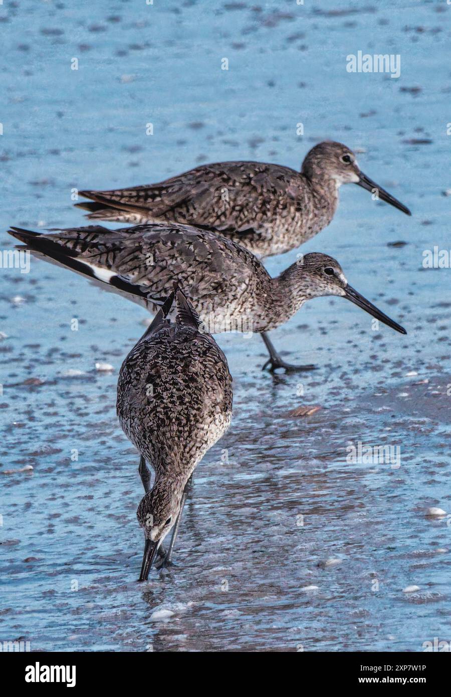 Sandpipers on a Florida beach Stock Photo - Alamy