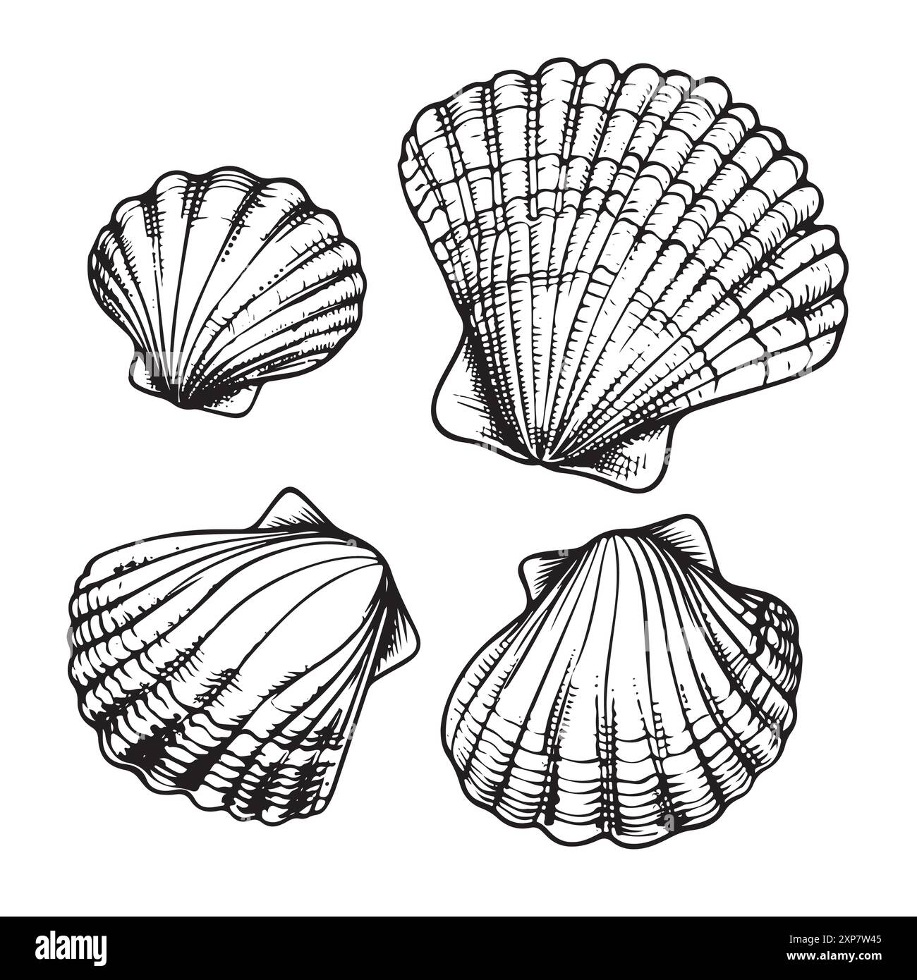 seashell outline illustration. Seashells vector set. Hand drawn ...