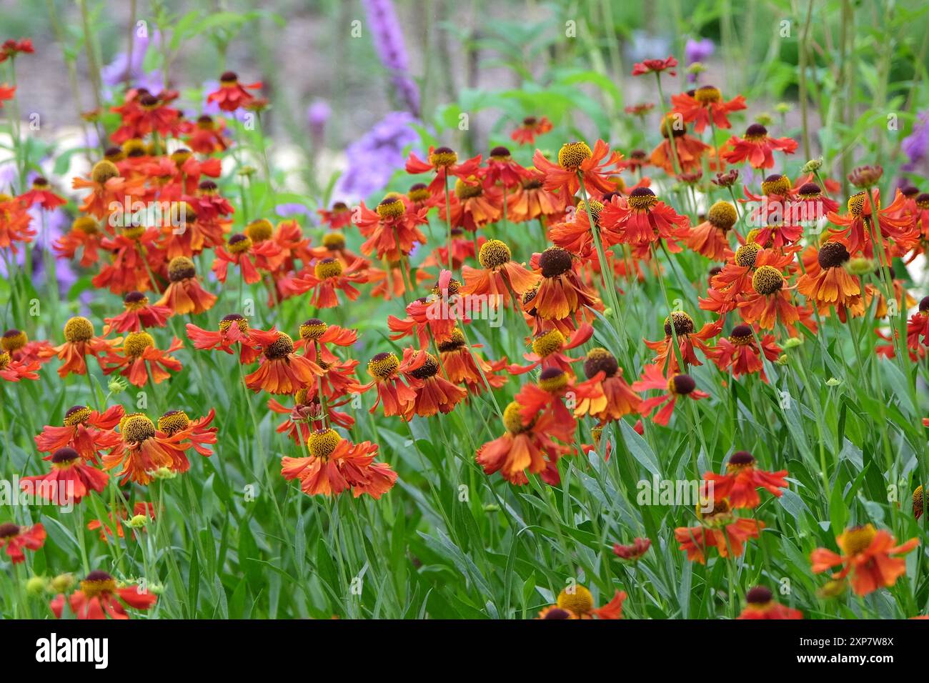 Red and orange Helenium sneezeweed ‘Moerheim Beauty’ in flower Stock ...