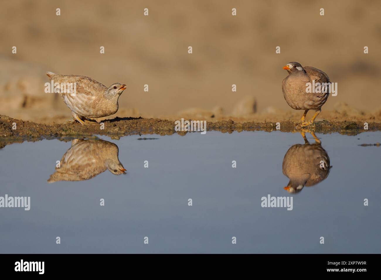 Sand Partridge Couple Reflected at Water Hole in the Desert Stock Photo ...