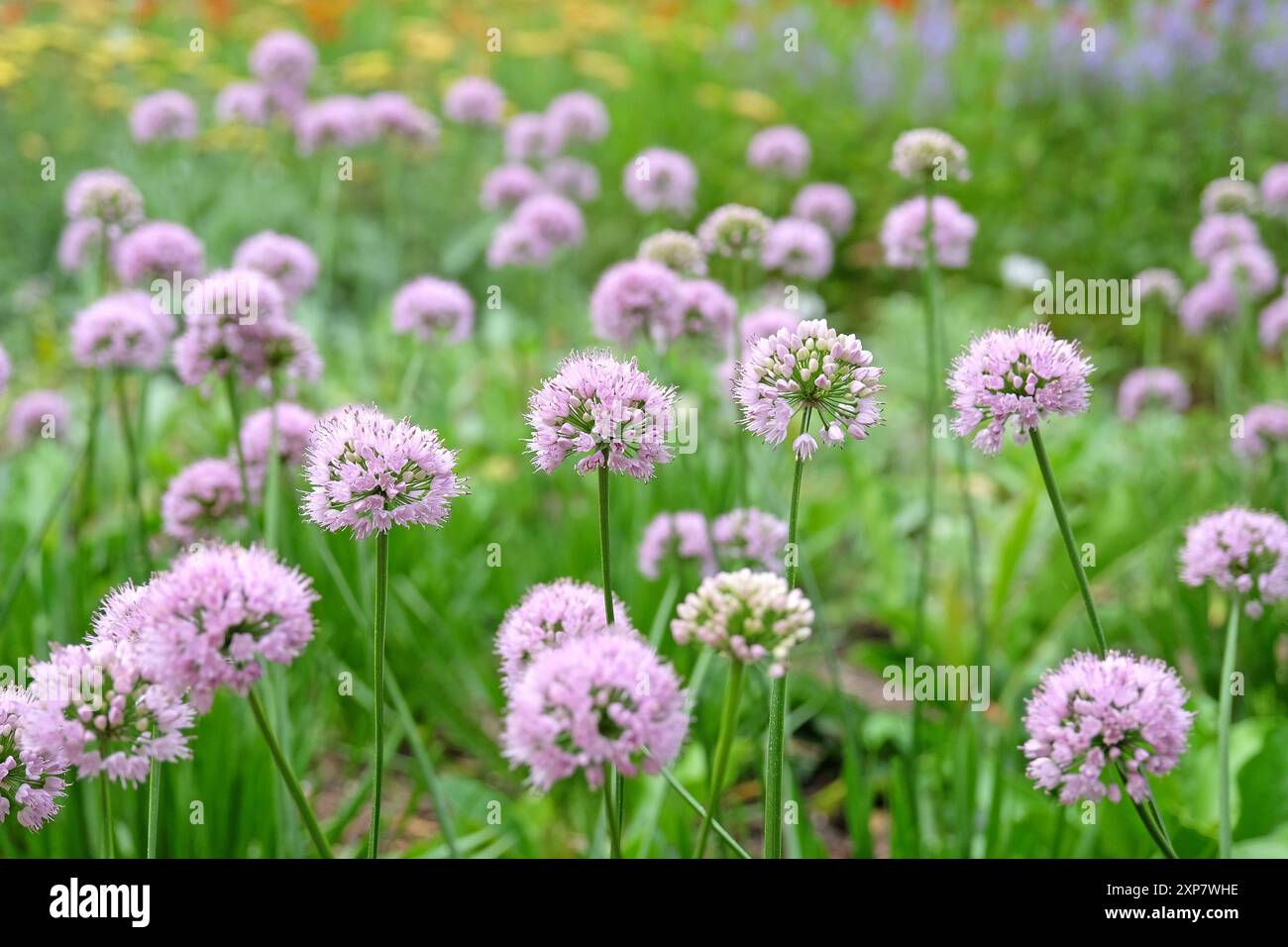 Botany allium in close hi-res stock photography and images - Alamy