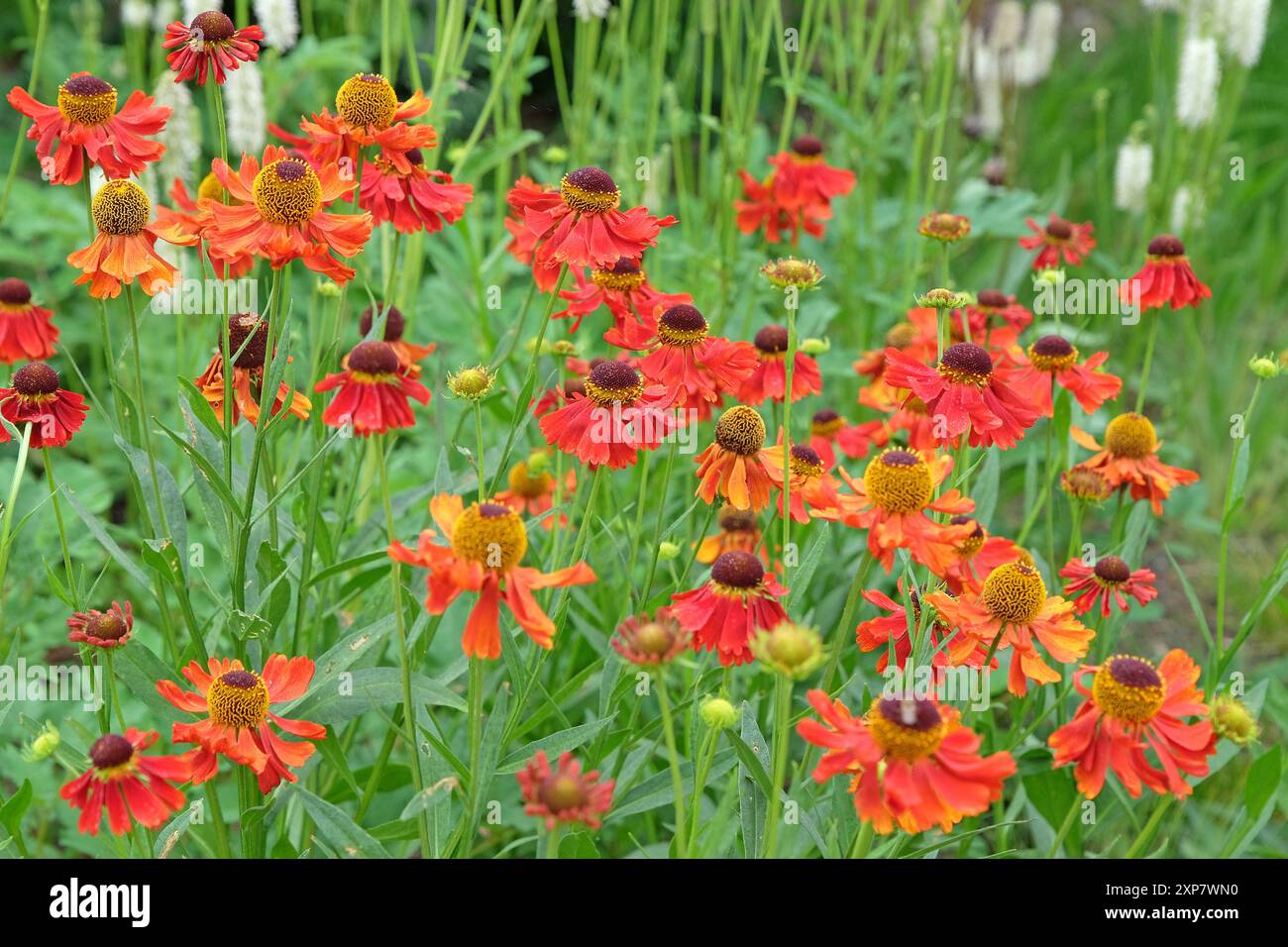 Red and orange Helenium sneezeweed ‘Moerheim Beauty’ in flower Stock ...