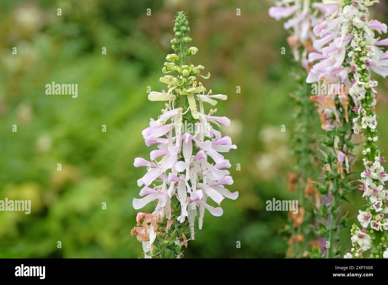 White and pale pink Digitalis foxglove hybrid ‘Appleblossom’ in flower ...