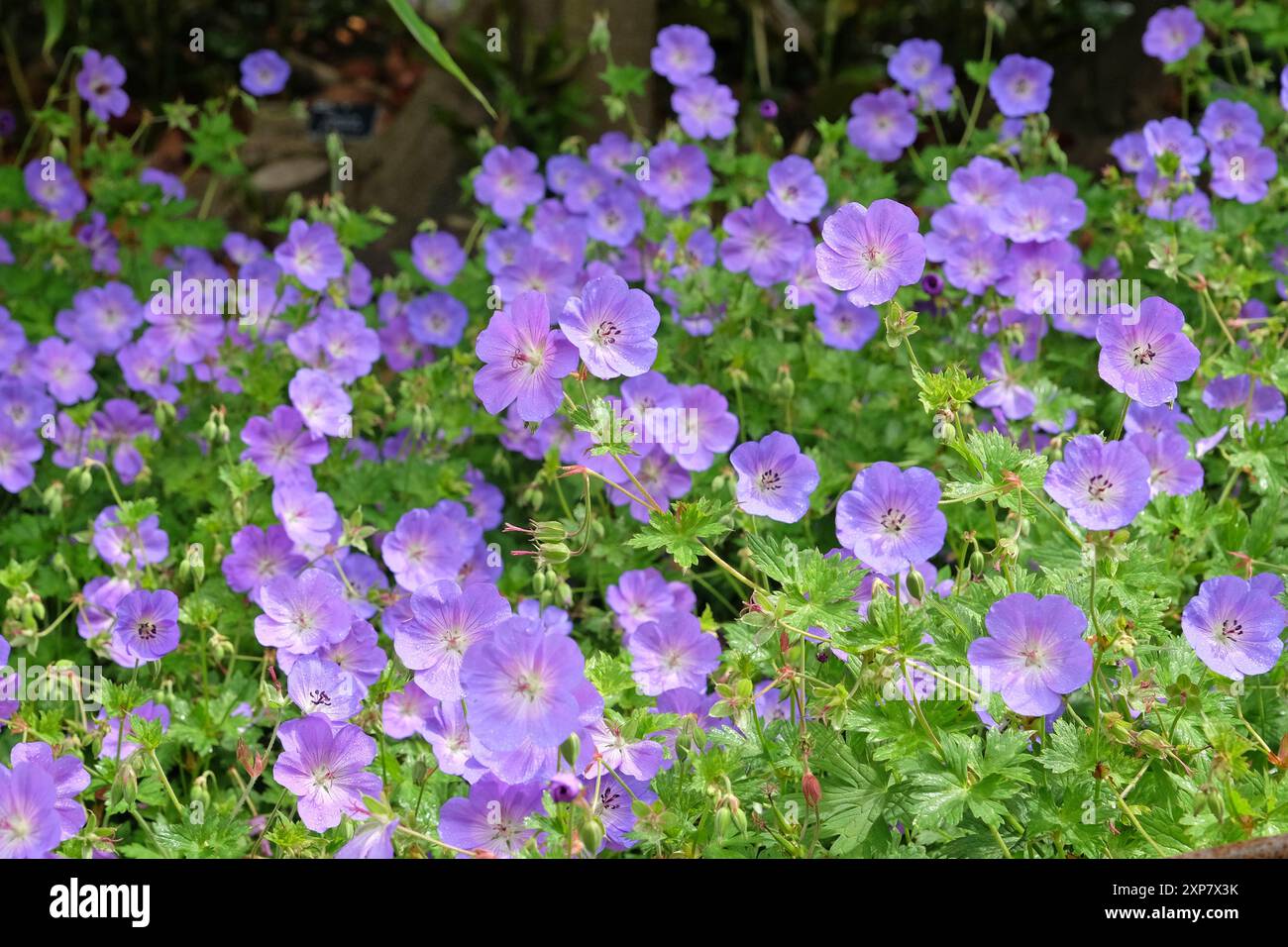 Purple hardy geranium cranesbill ‘Rozanne’ in flower Stock Photo - Alamy