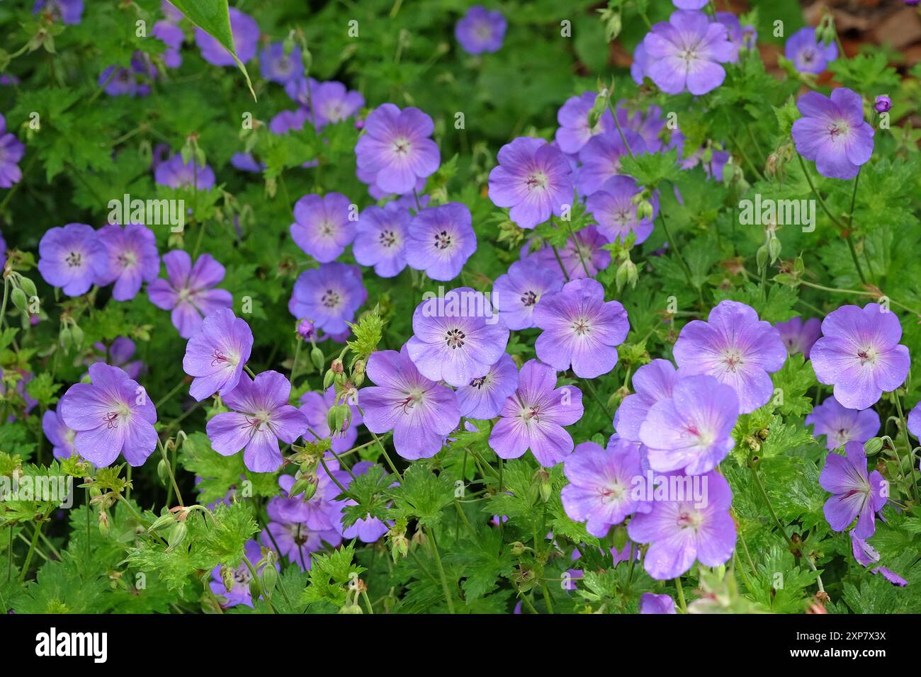 Purple hardy geranium cranesbill ‘Rozanne’ in flower Stock Photo - Alamy