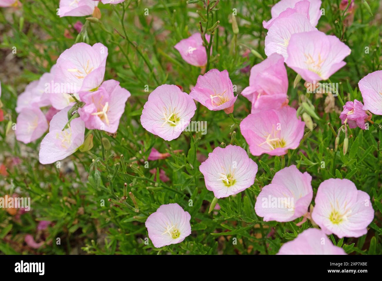 Pink Oenothera speciosa ‘Siskiyou’, white evening primrose, in flower ...