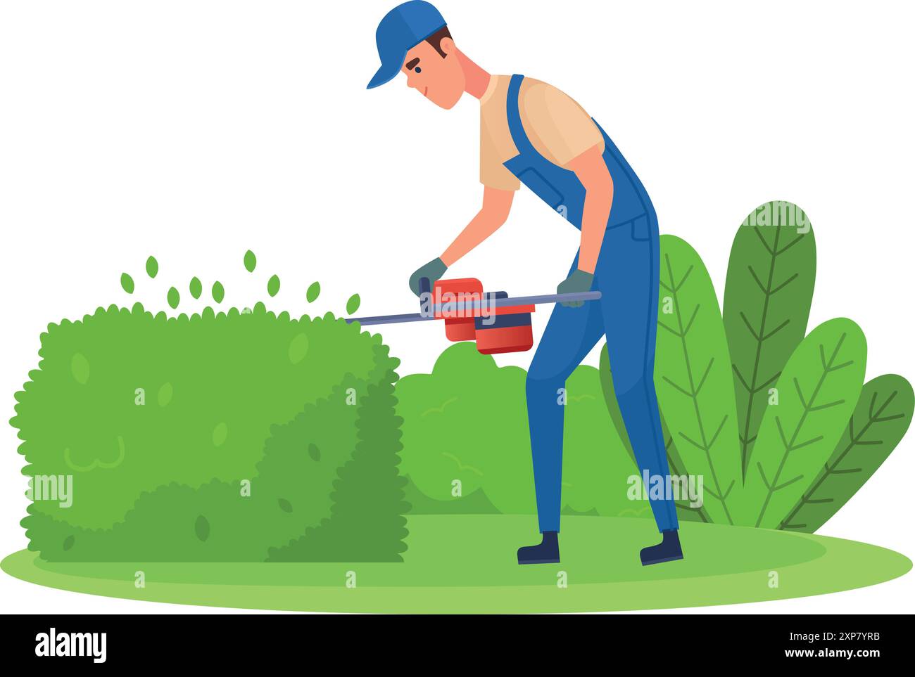 Green hedge pruning. Garden worker trim bush isolated on white ...