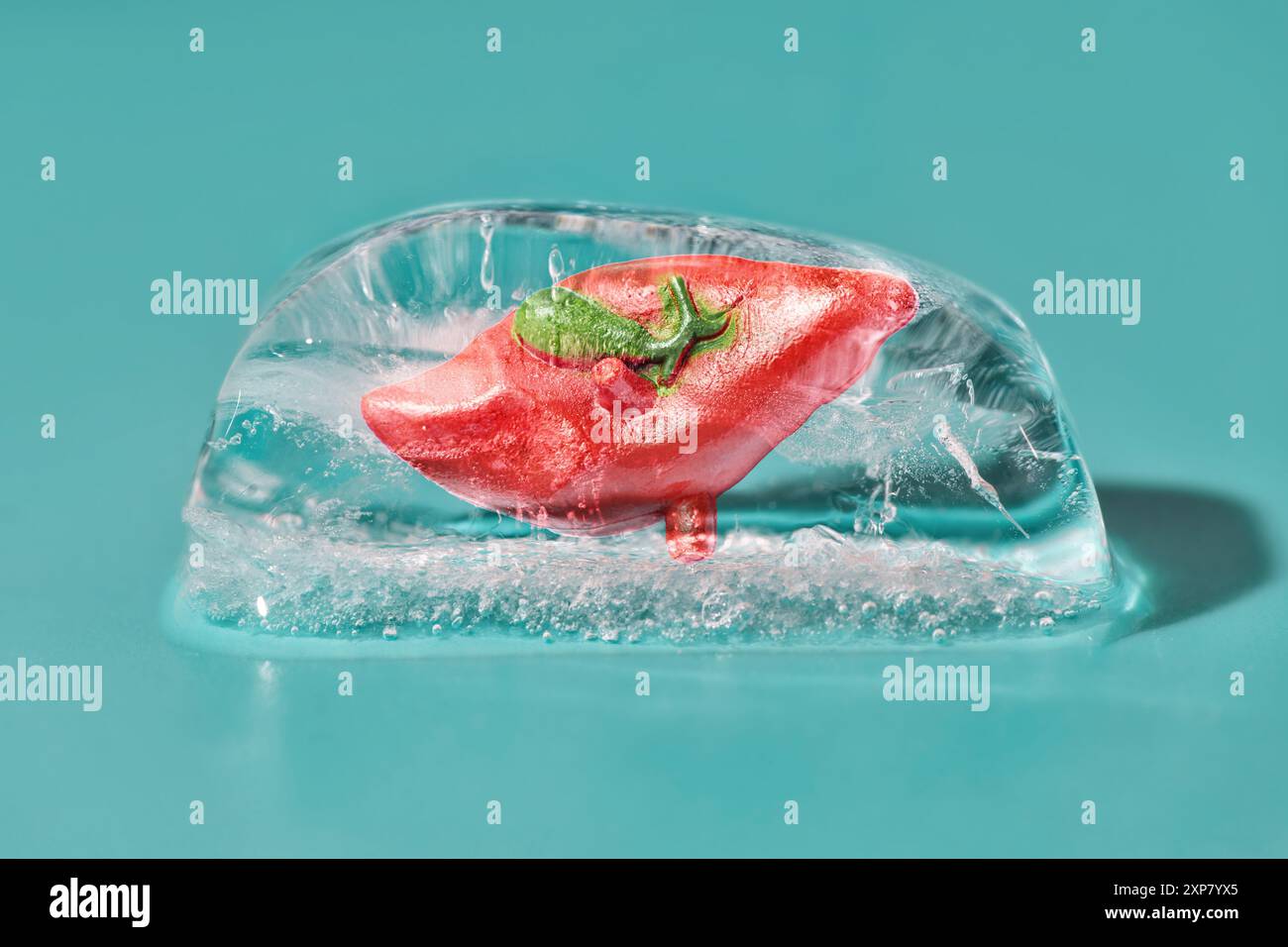 Detailed human liver model frozen inside clear ice block on a teal ...