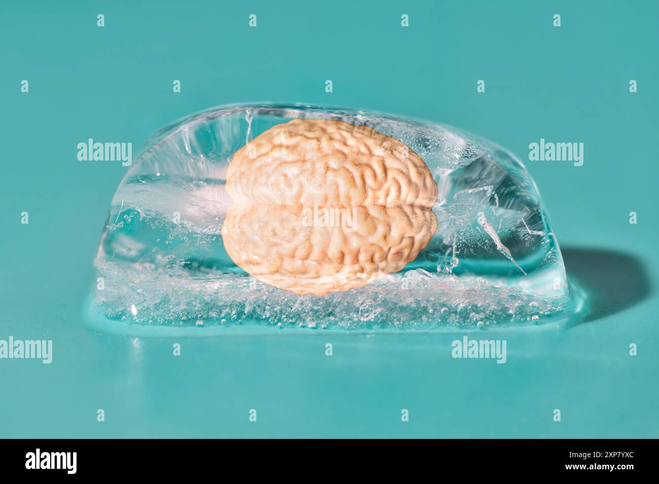 Human brain model inside a clear ice cube, symbolizing knowledge ...
