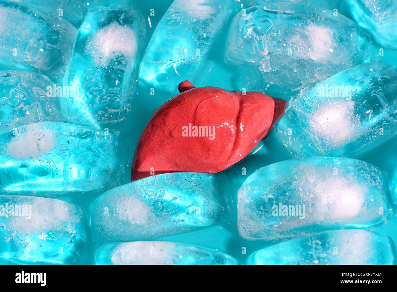 Detailed liver model placed on ice cubes against teal background ...