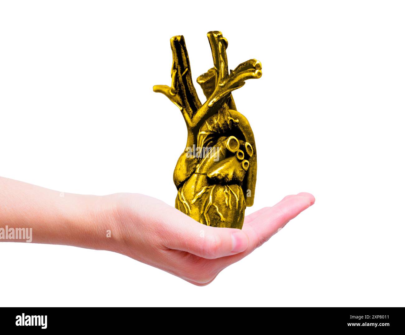 Detailed visual study presenting hi-res stock photography and images ...