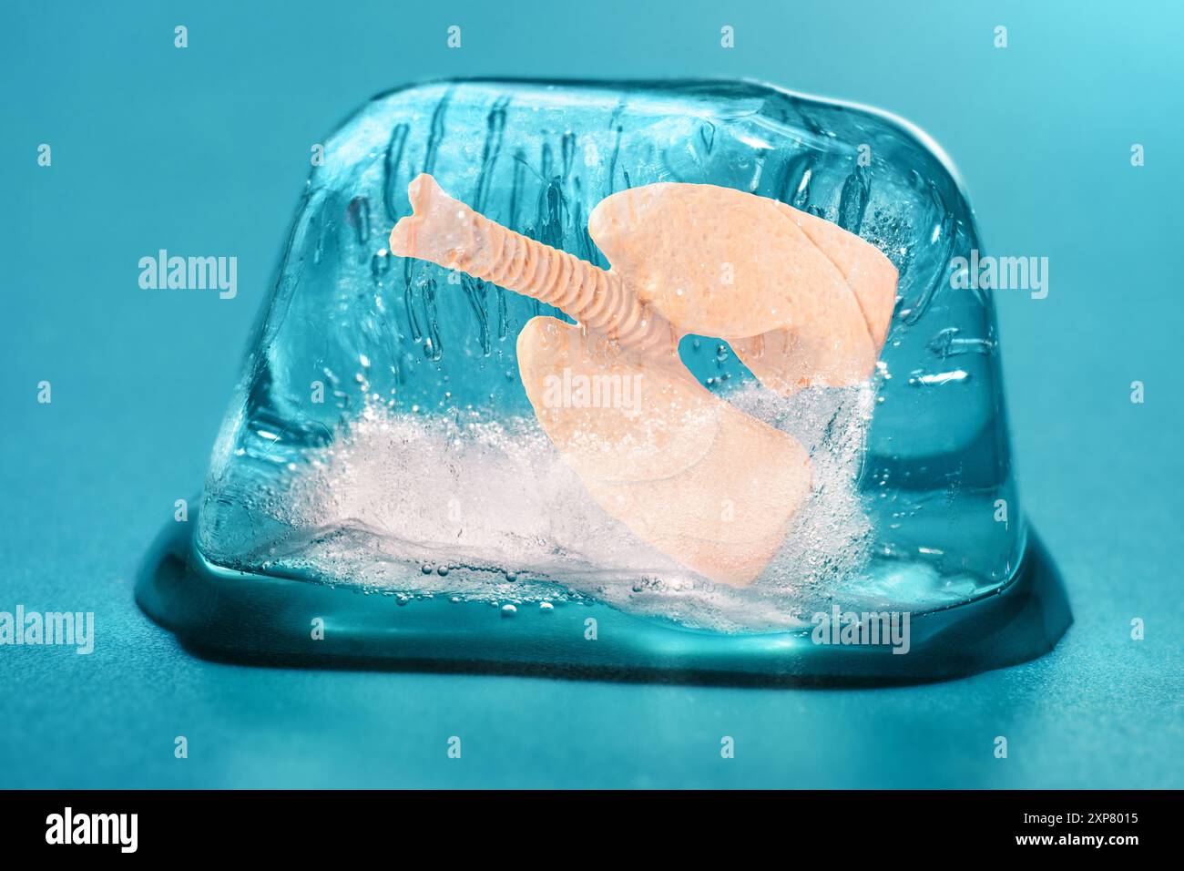 Close-up of a detailed human lungs model encapsulated in ice on blue ...