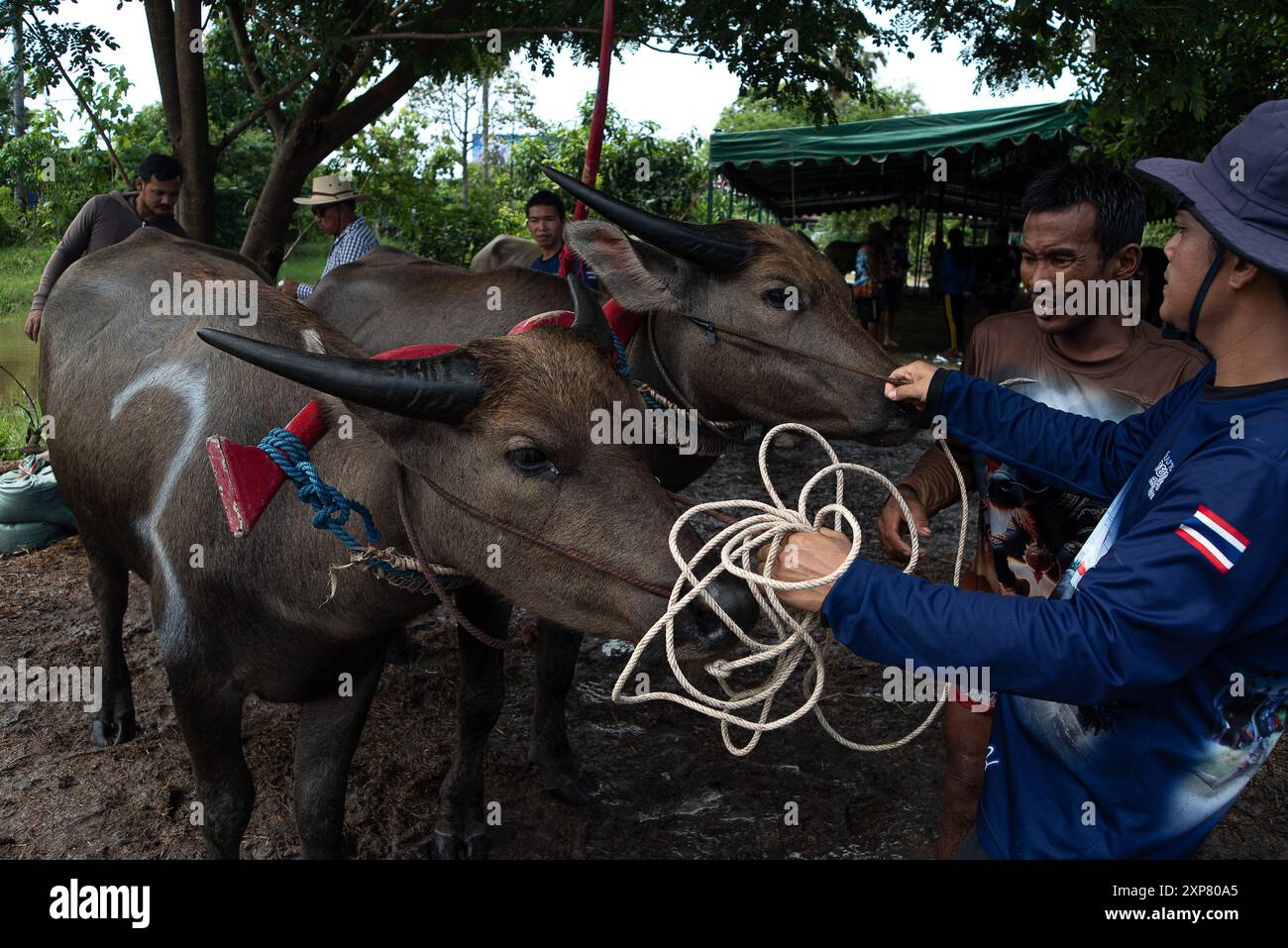 Chonburi, Thailand. 04th Aug, 2024. Buffalo owners prepare their ...