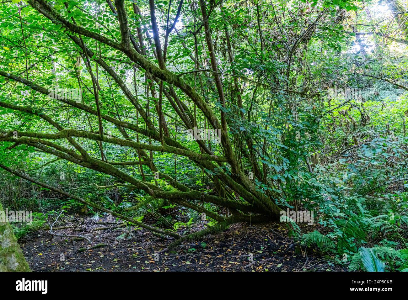 A leaning tree along a trail in Dash Point, Washington Stock Photo - Alamy