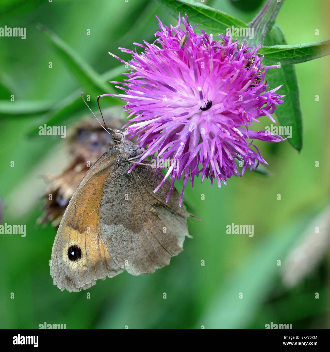 Maniola jurtina feeding hi-res stock photography and images - Alamy