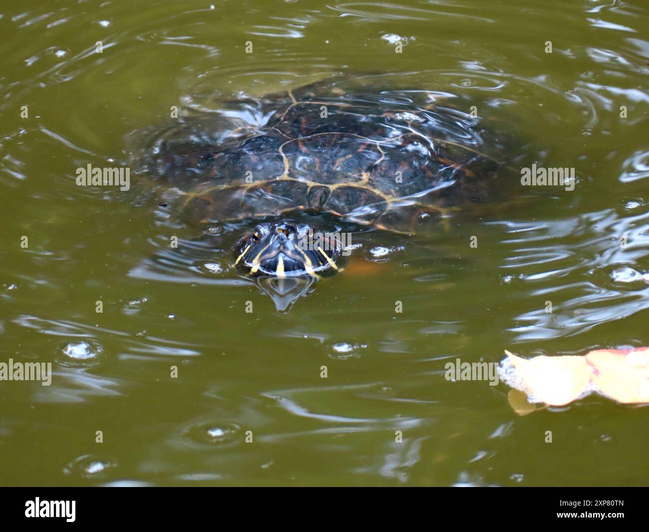 Schwupp hi-res stock photography and images - Alamy