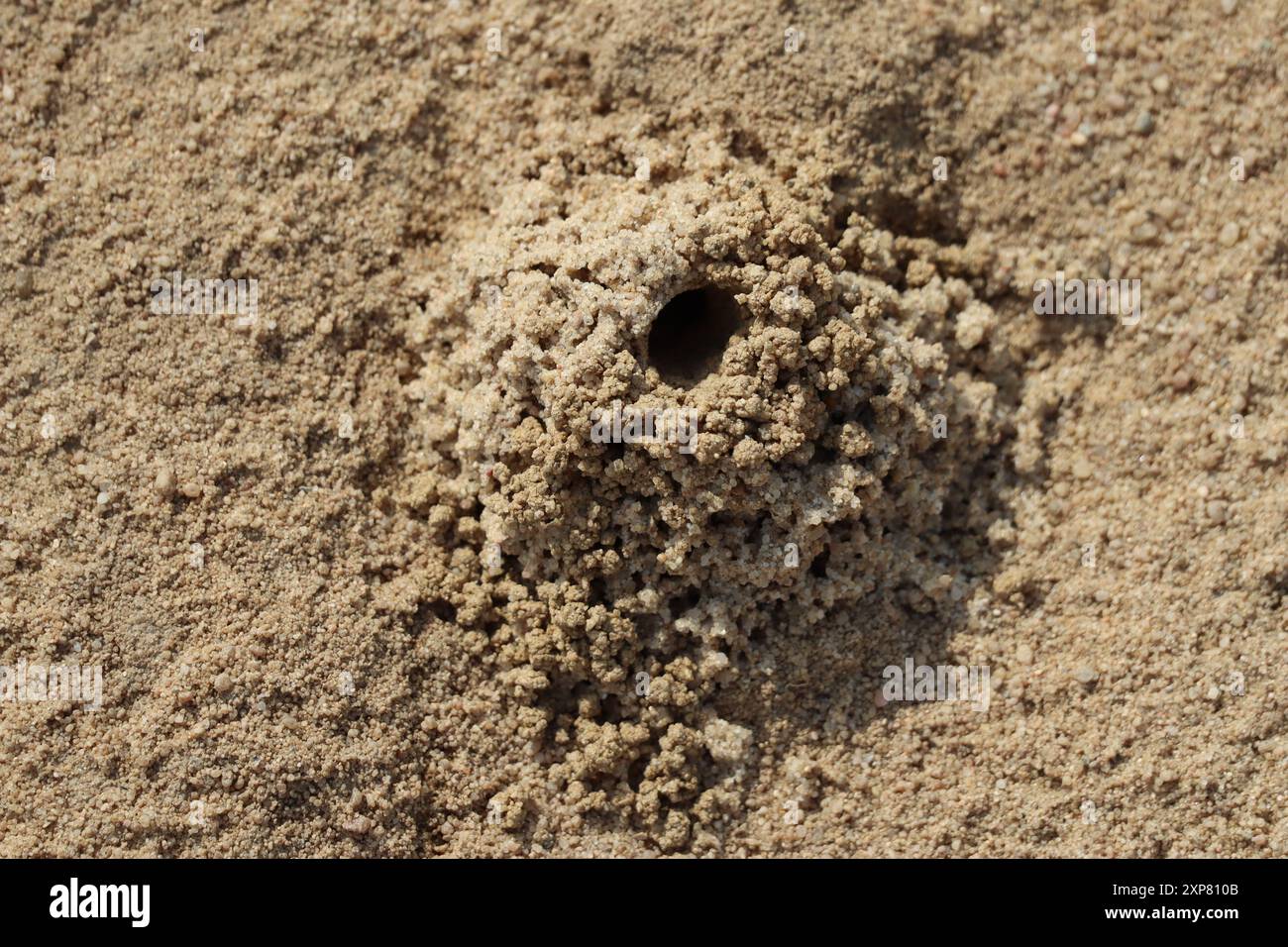 Sand building created from Wild bees Stock Photo - Alamy