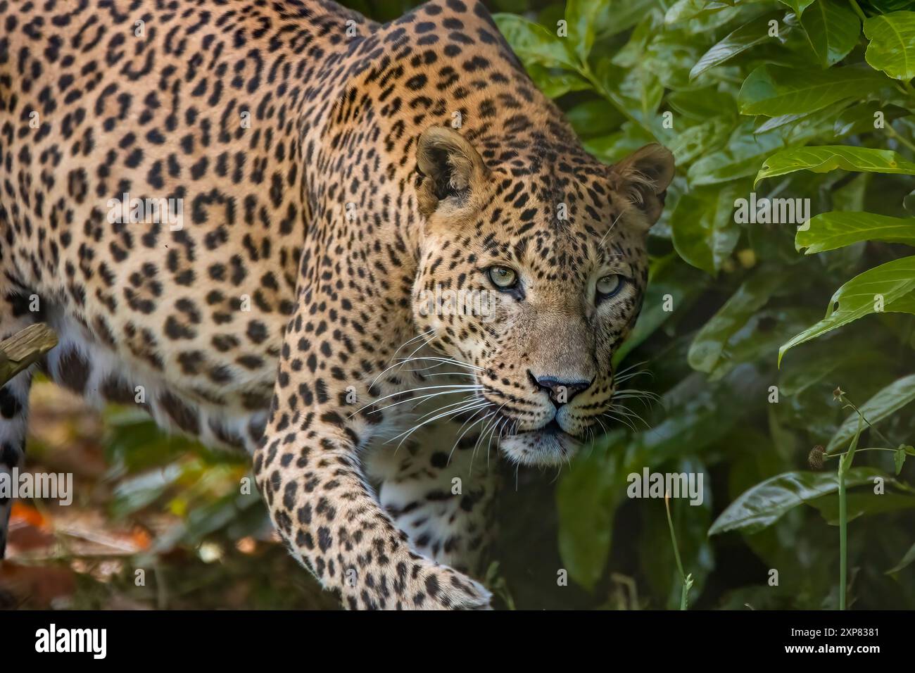 Leopard bite hi-res stock photography and images - Alamy