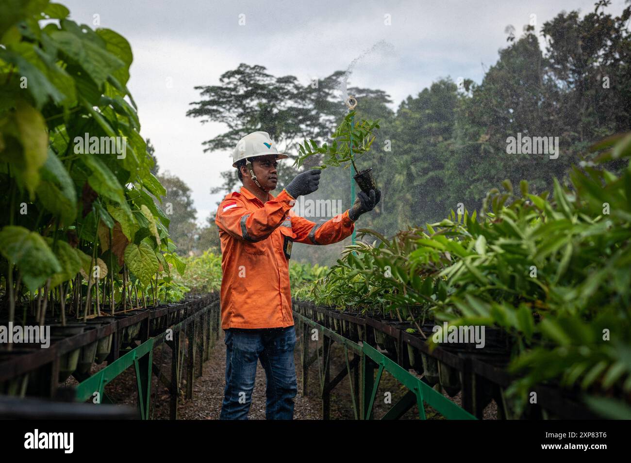 A worker checks plants at a tree nursery facility operated by PT Vale ...